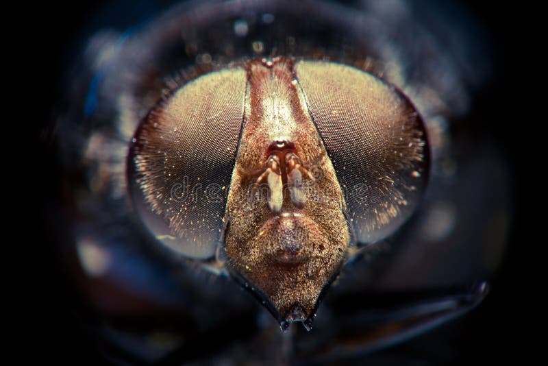 105 Fly Extreme Closeup Head Front View Stock Photos - Free & Royalty ...