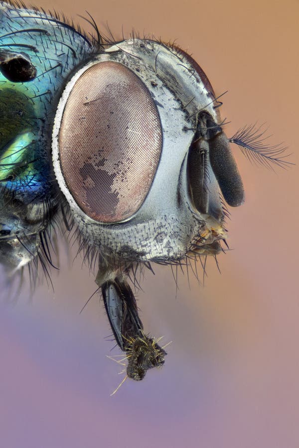 Housefly side stock image. Image of portrait, sick, pest - 35298389