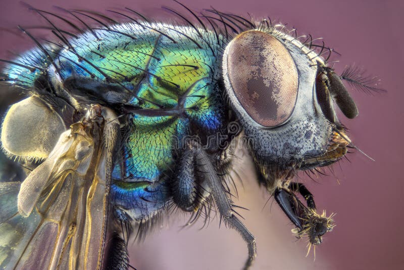 Housefly side stock image. Image of portrait, sick, pest - 35298389