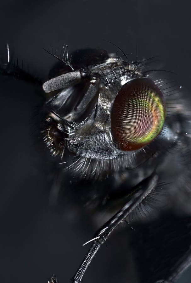 Fly with Extreme Macro and Black Background Stock Image - Image of ...