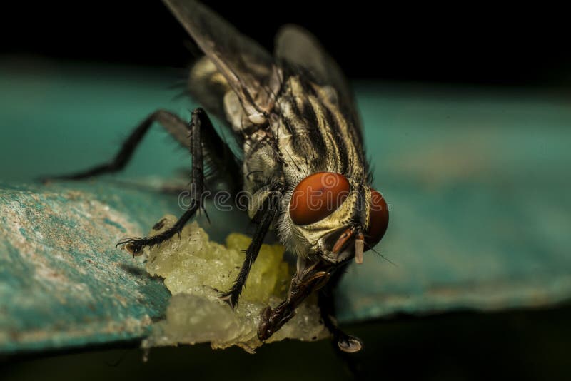 Fly Extreme Micro Stock Photo Stock Image - Image of micro, extreme ...