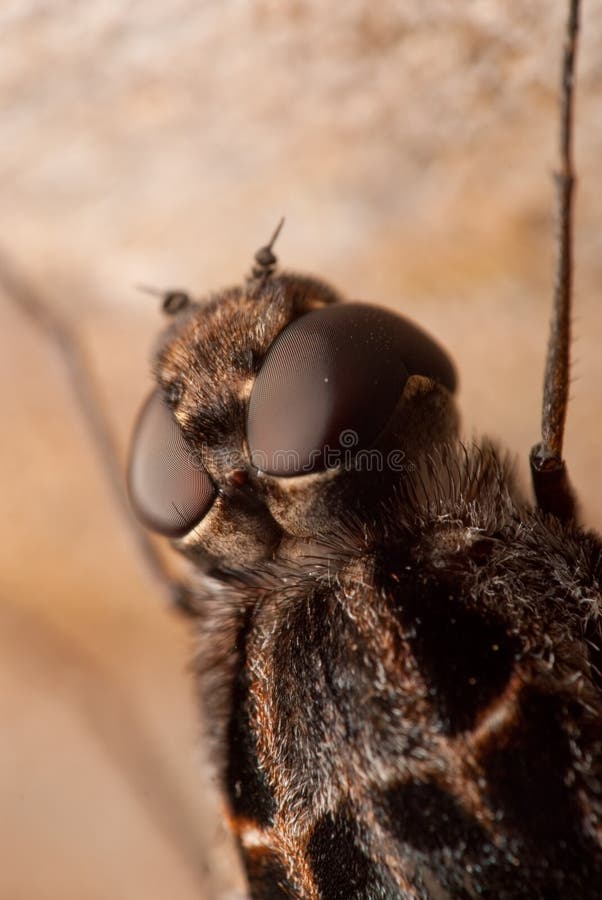 Fly Eye Closeup stock image. Image of forest, natural - 14911937
