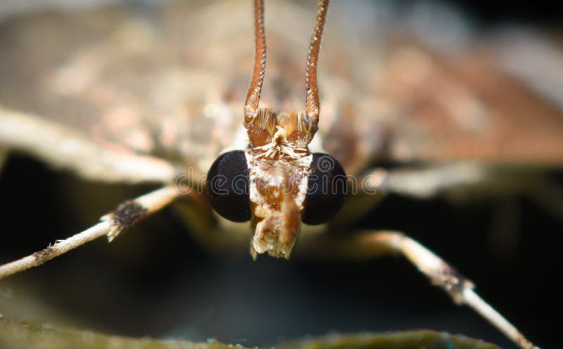 Fly Eye Facing Front Side and Black Eye Stock Image - Image of side ...