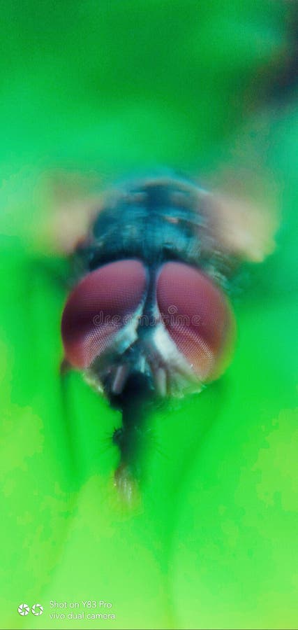 Fly eye zoom click stock image. Image of zoom, flyzoom - 162407321