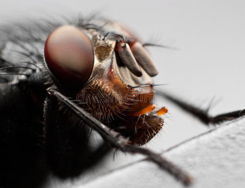 Fly eyes stock image. Image of nature, eyes, detail, biology - 9783651
