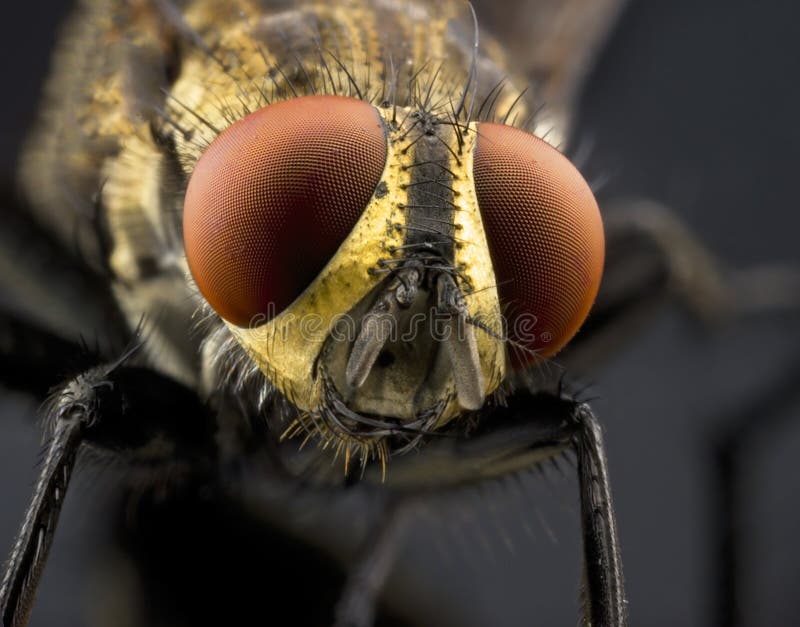 Fly Eyes in Macro stock image. Image of dirty, macro - 179476031