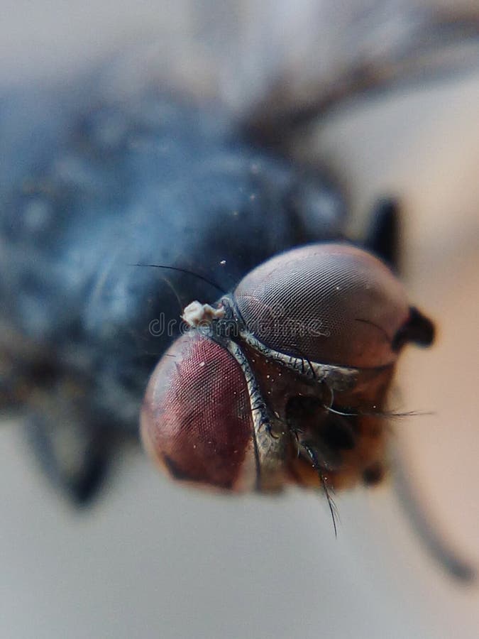 Fly eyes stock photo. Image of macro, eyes, flying, insect - 82135784