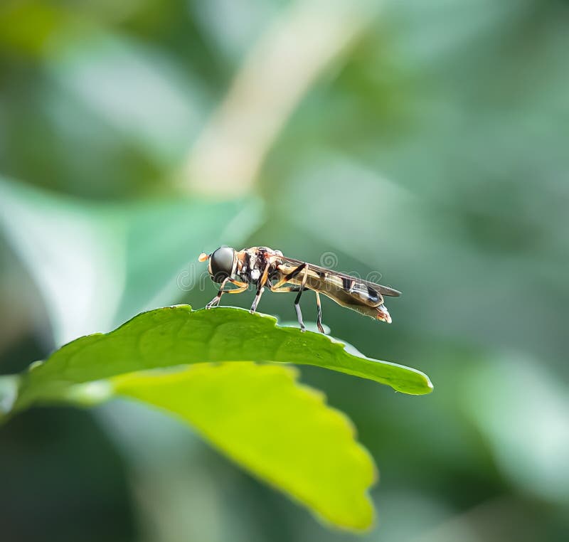 Fly family macro photo stock photo. Image of family - 251433864