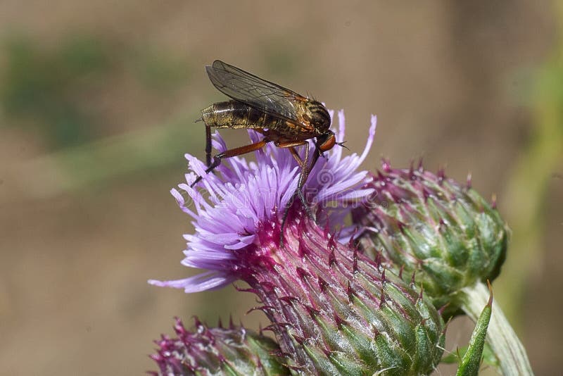 Fly feeding on thistle stock image. Image of wing, petal - 392775183