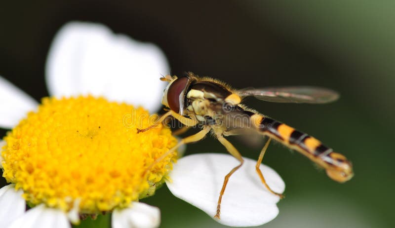 Fly stock image. Image of petals, macro, autumn, nectar - 59070631