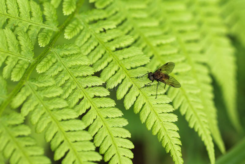 Fly on the fern stock photo. Image of little, leaf, detail - 116657446