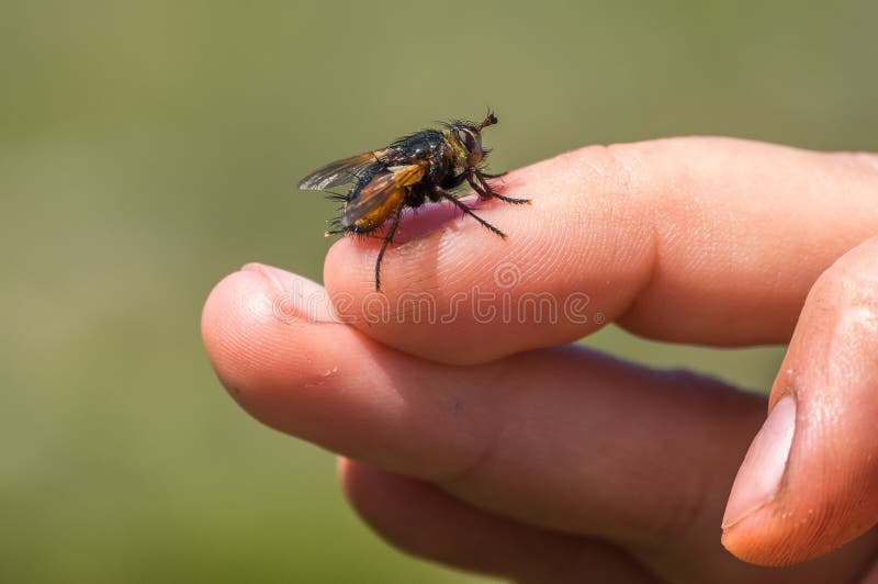 Fly on finger stock image. Image of black, beautiful - 52021371