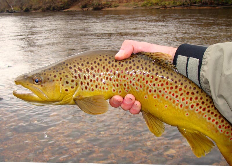 Fly Fishing, Beautiful Brown Trout and River Stock Image - Image of ...