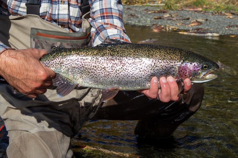 Wild Rainbow Trout Caught and Released in Stock Image - Image of ...