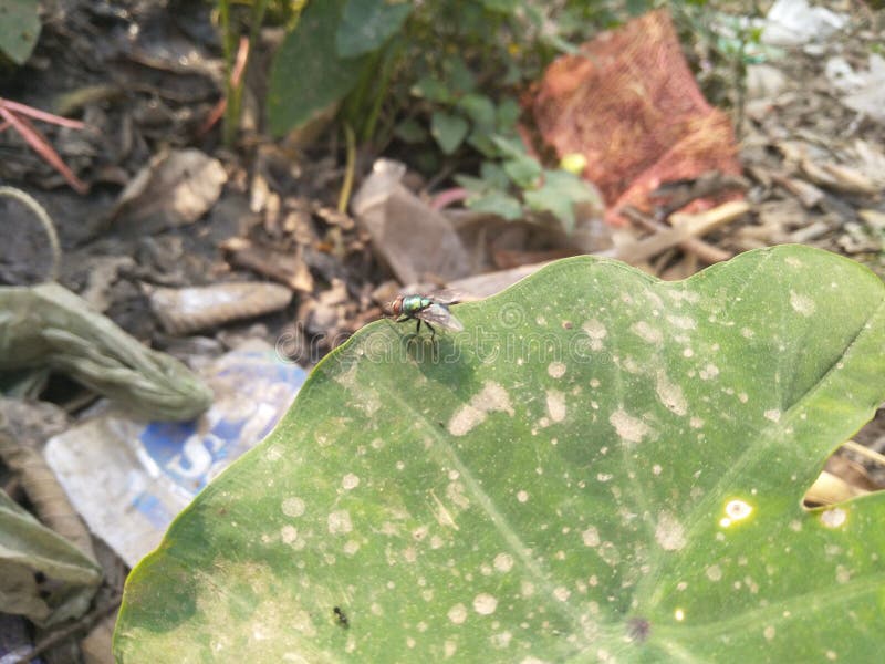 Owasam Stock Photos - Free & Royalty-Free Stock Photos from Dreamstime