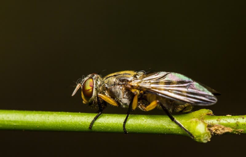 Fly stock photo. Image of small, closeup, ugly, pest - 31522700