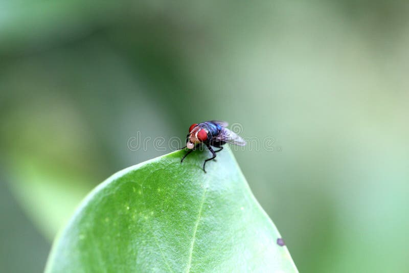 Fly stock photo. Image of flower, health, colors, hygiene - 91753554