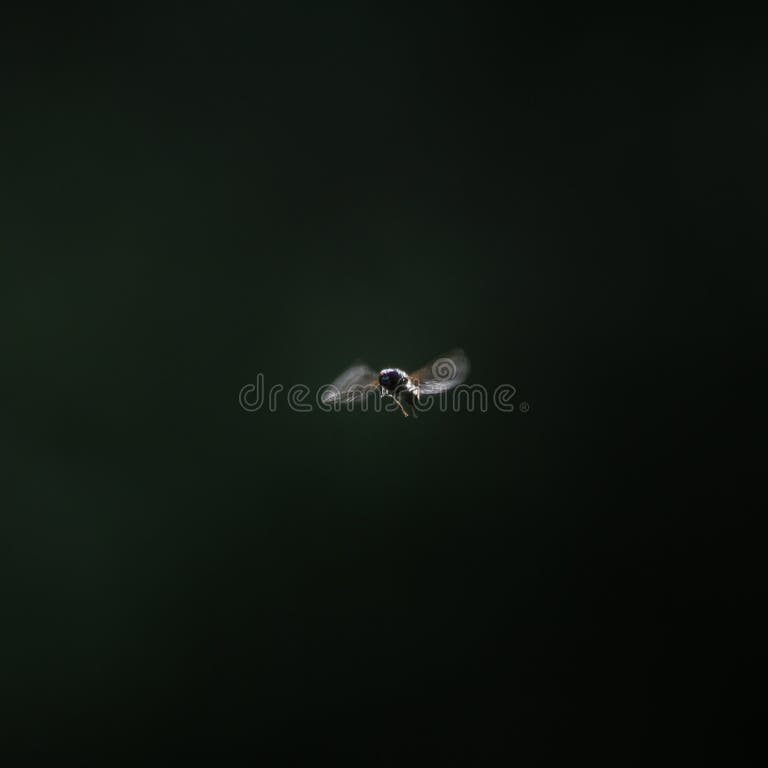 Fly in flight stock image. Image of wildlife, flight - 55434307