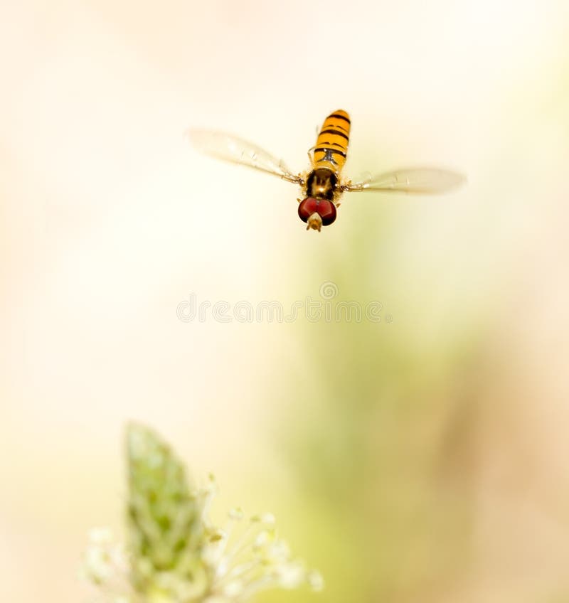 Fly in Flight in Nature. Macro Stock Photo - Image of closeup, white ...
