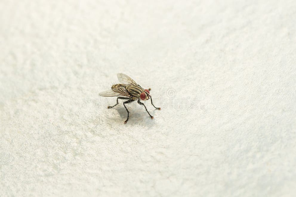 A Fly on the Floor, Fly is Carrier of Diarrhea,Macro of a Green Fly ...