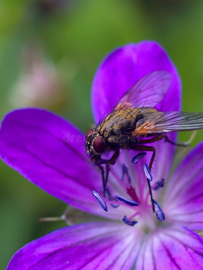 Fly on flower stock photo. Image of muscidae, piscari - 15357786