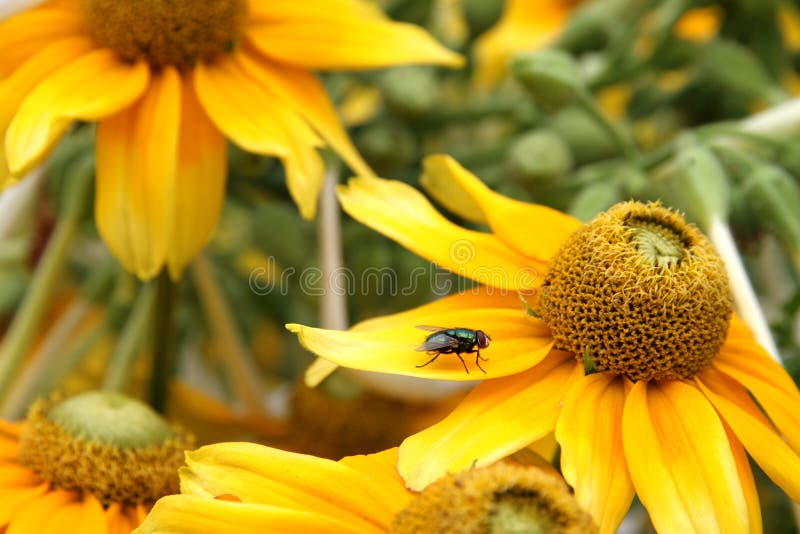 Fly on a Flower stock photo. Image of flora, closeup - 15929808
