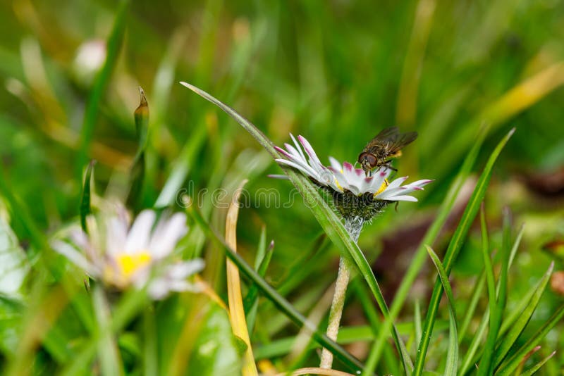 Fly on a flower stock image. Image of nectar, small - 214366283