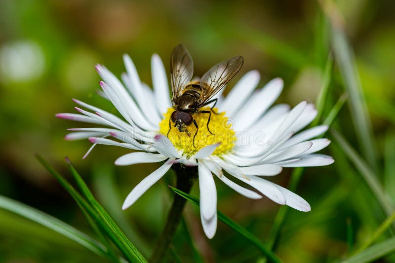 Fly on a flower stock photo. Image of background, nectar - 214366396