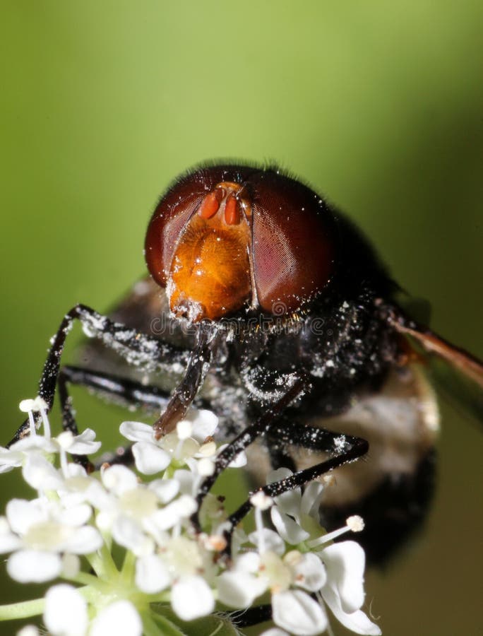 Fly on a flower stock photo. Image of eating, nice, flower - 27391734