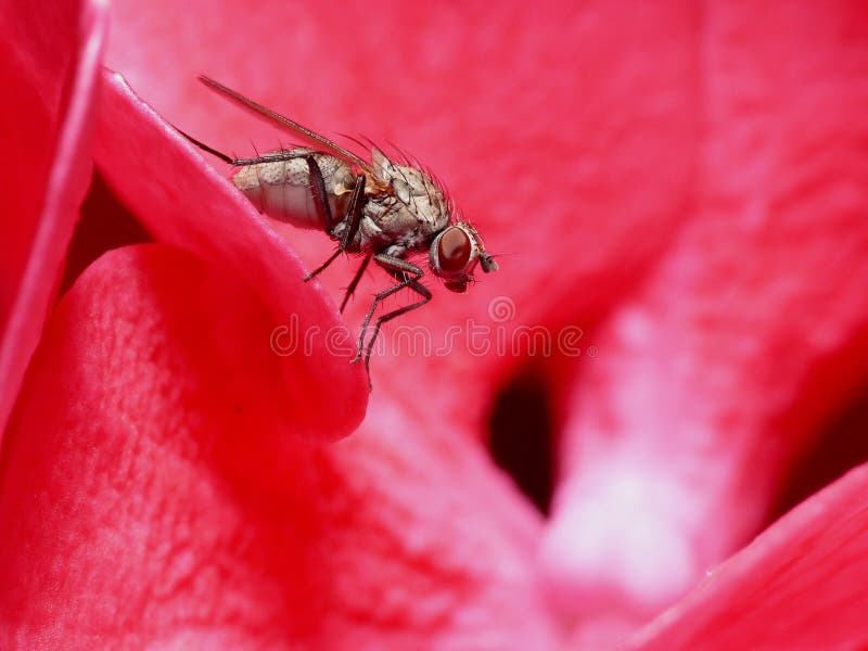 Fly on flower stock photo. Image of macro, hairy, closeup - 3979968