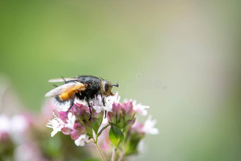 Fly on a Flower with Blur Plain Background Stock Photo - Image of macro ...