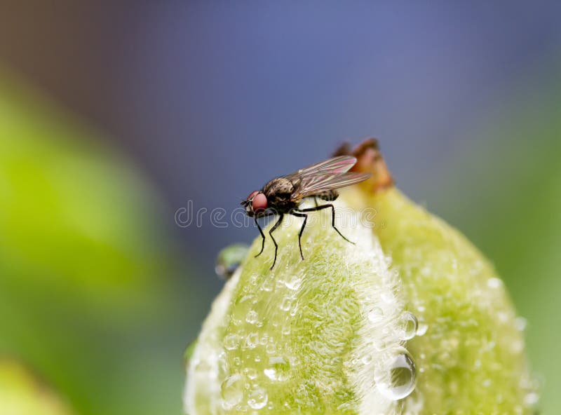 Fly on flower bud stock image. Image of animal, outdoor - 24927825