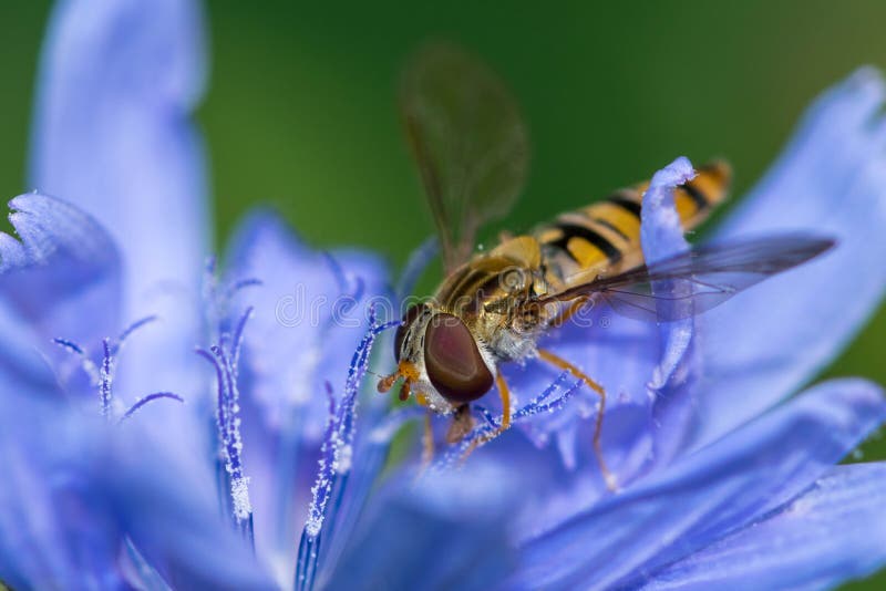 Fly on flower - fake bee stock photo. Image of outdoor - 60932554