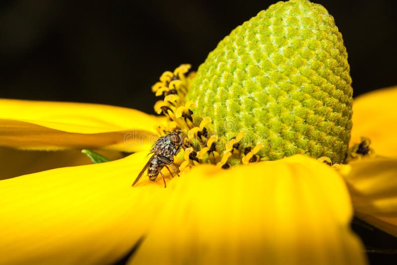 Fly on flower stock photo. Image of green, beauty, insect - 39468862