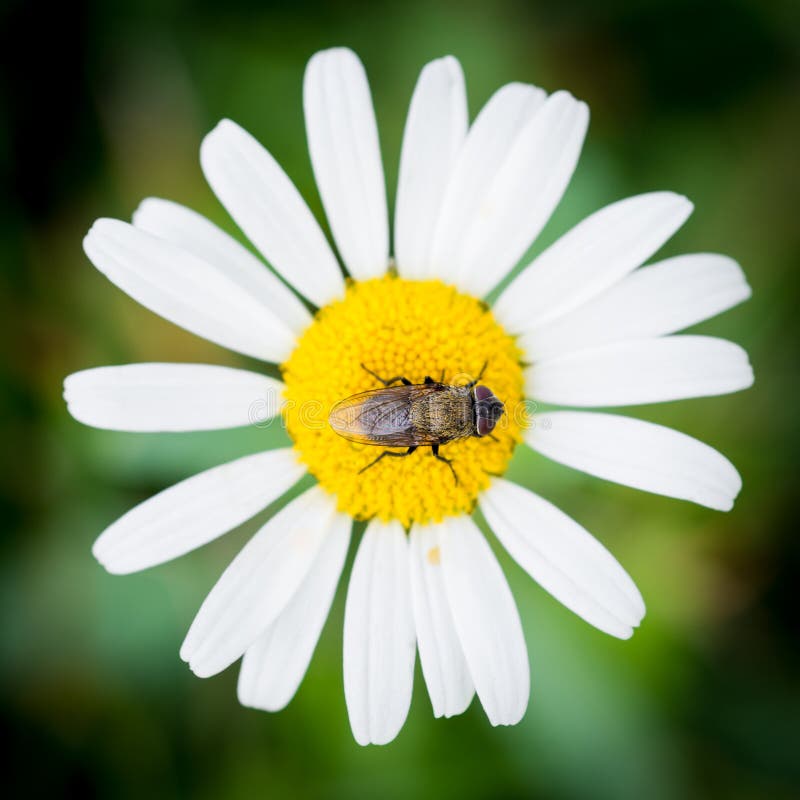 Fly on flower stock image. Image of white, flower, growth - 70648679