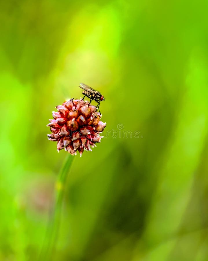 Fly on flower stock photo. Image of close, green, sunny - 47685008