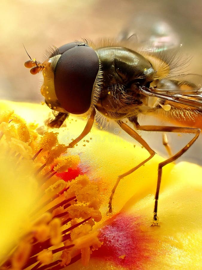 Fly on the flower stock image. Image of flower, honeybee - 160305327