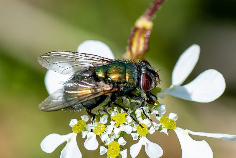 Fly on a flower stock image. Image of garden, flora - 179034165