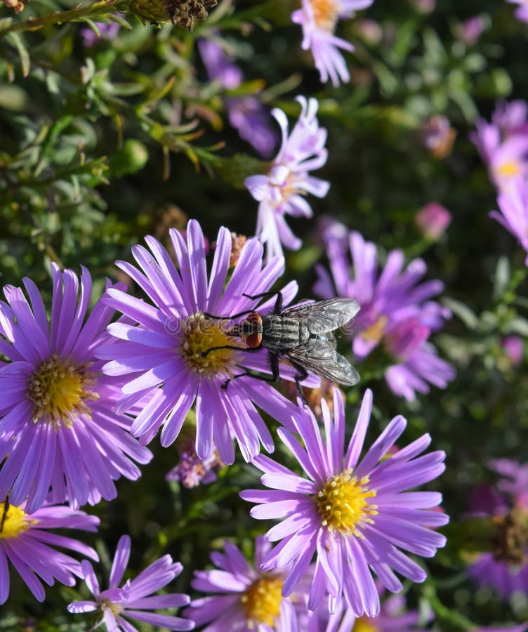 Fly on the Flowers. Dipterous Insect Stock Image - Image of high, drone ...