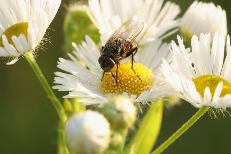 Fly stock image. Image of macro, wildlife, house, insect - 100340501