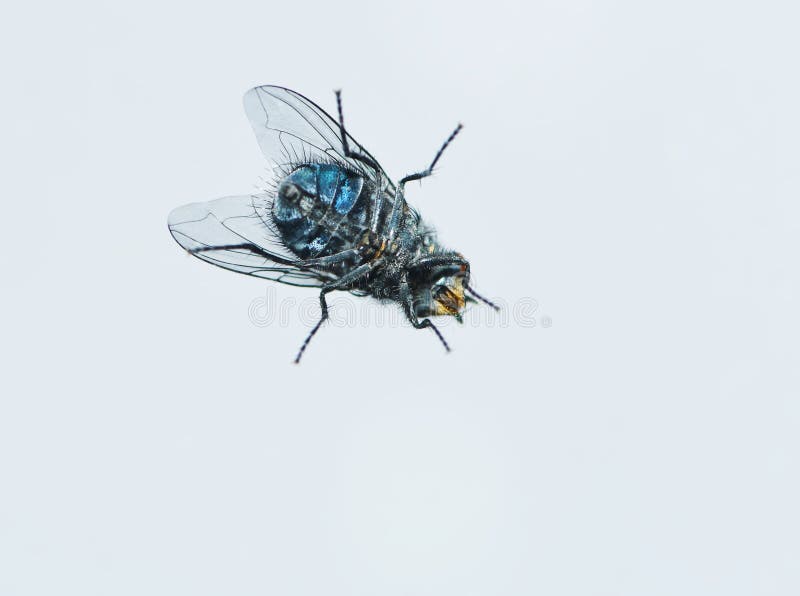 Fly stock photo. Image of detail, flight, color, gray - 260333658
