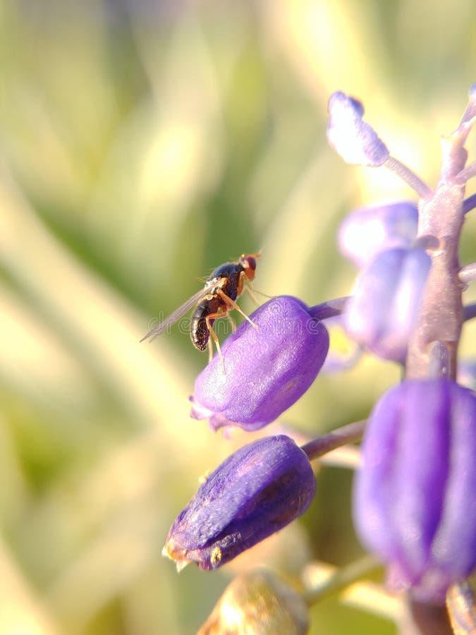 Fly stock photo. Image of taking, purple, rest, flower - 125566234