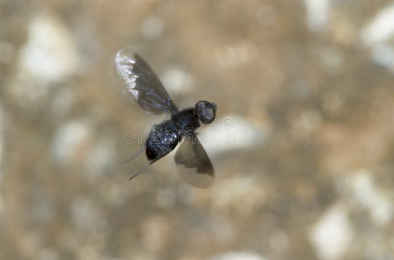 A fly flying. stock image. Image of little, wings, black - 37783359