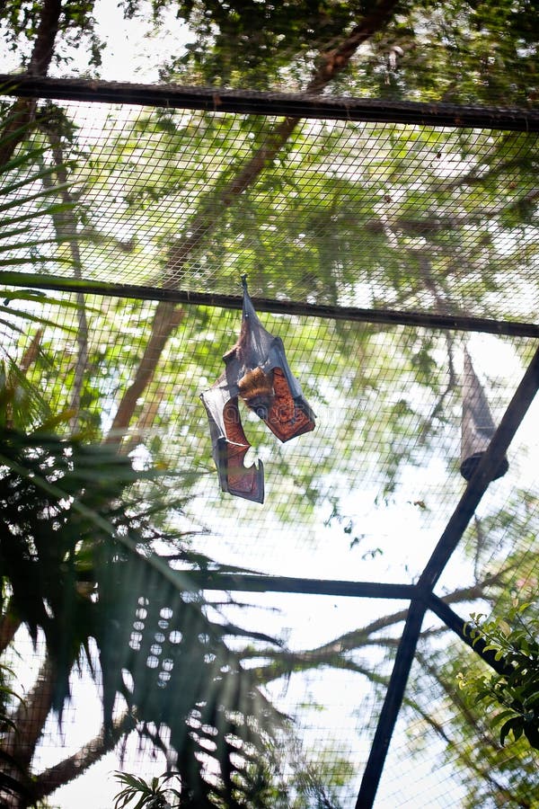 Fly fox stock image. Image of wildlife, mammal, green - 28584357