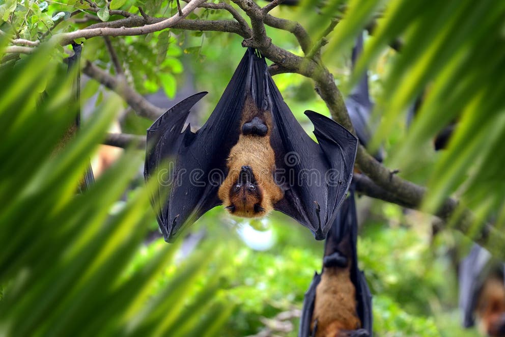 Fly fox portrait in jungle stock image. Image of closeup - 152655187