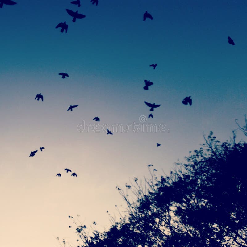 Fly free stock photo. Image of birds, morning, flying - 82784720