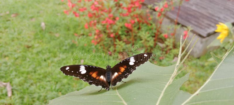 Fly Free Like a Butterfly stock photo. Image of butterfly - 264131406