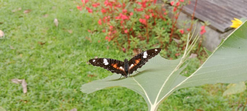 Fly Free Like a Butterfly stock image. Image of wildflower - 264131421