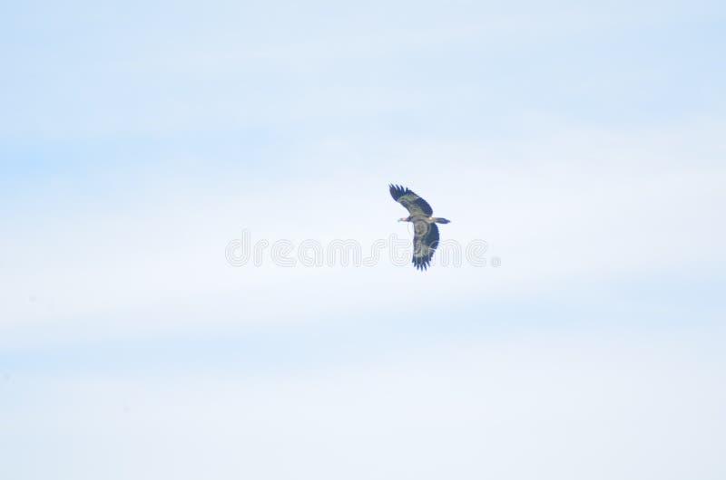 Fly Freely in the Air stock image. Image of freely, vehicle - 263478009