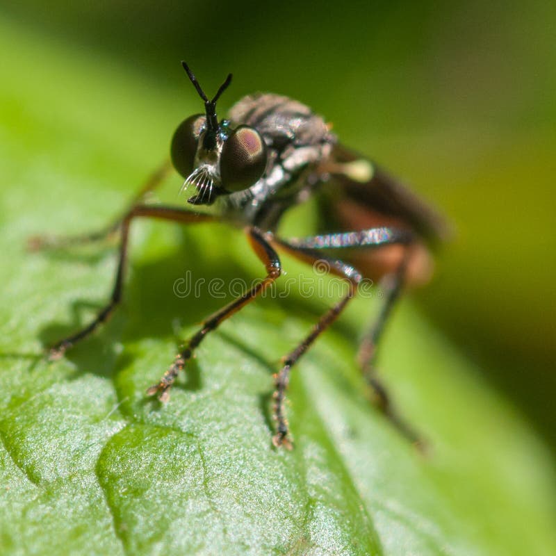 Fly Friend stock photo. Image of nature, insect, bokeh - 28643750